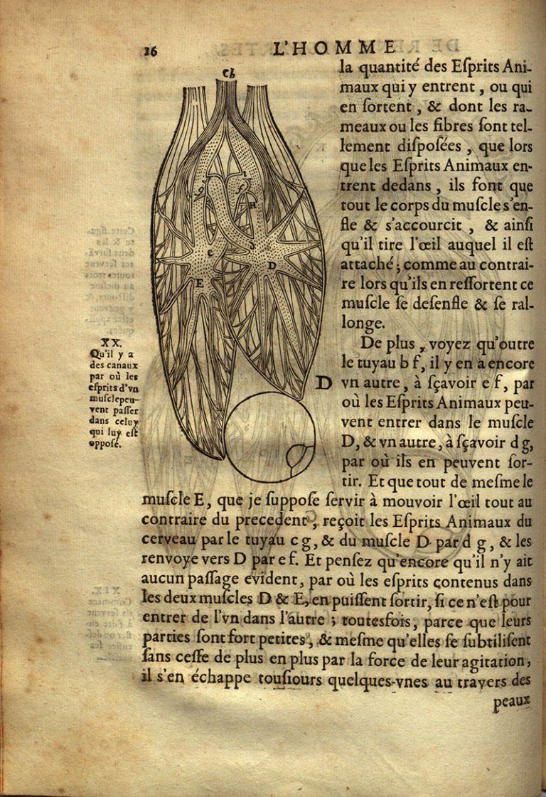 Descartes’ ‘Treatise of Man’ – Becker Medical Library